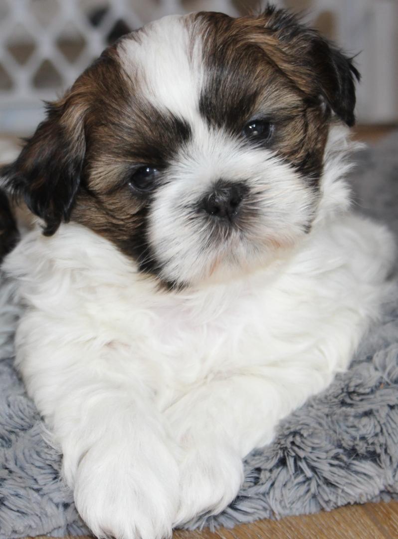 Mimi's Shih Tzus in Utah | Shih Tzu puppies | Good Dog
