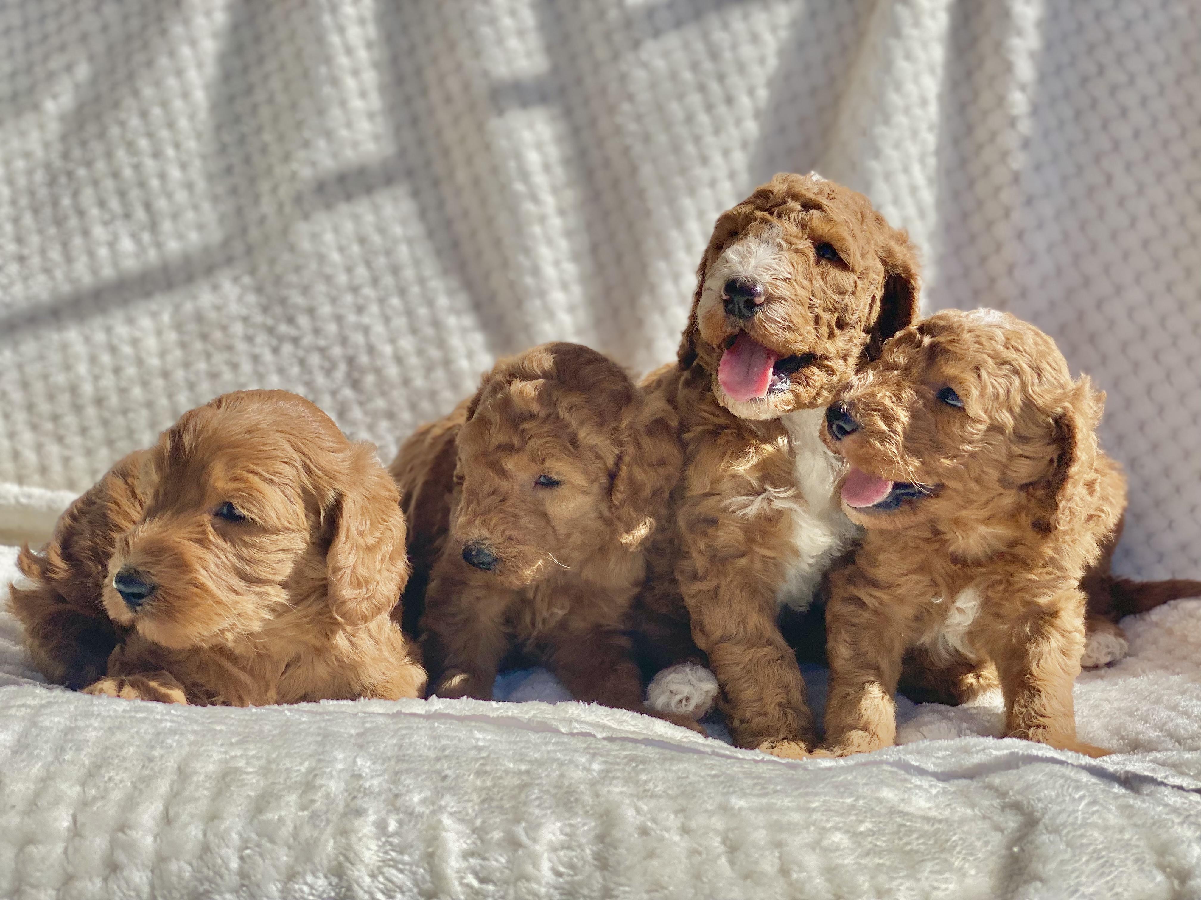 Puppy Love in Washington | Goldendoodle puppies | Good Dog