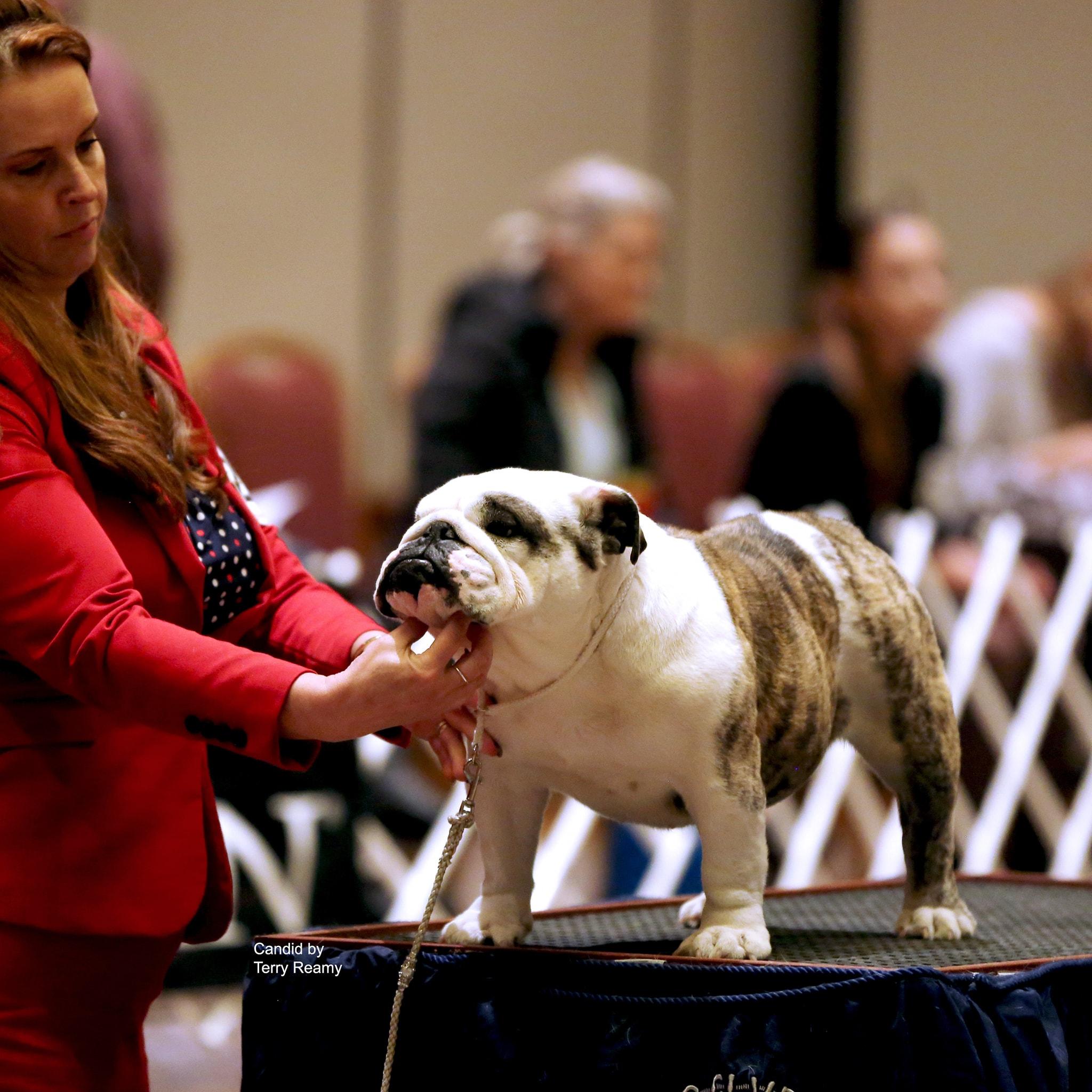 E. Clive Bulldogs in Kentucky | Bulldog puppies | Good Dog