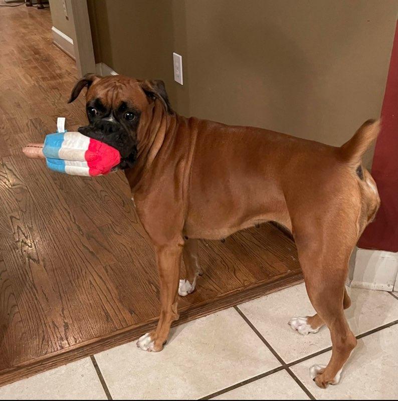 Braveheart Boxers in Alabama | Boxer puppies | Good Dog