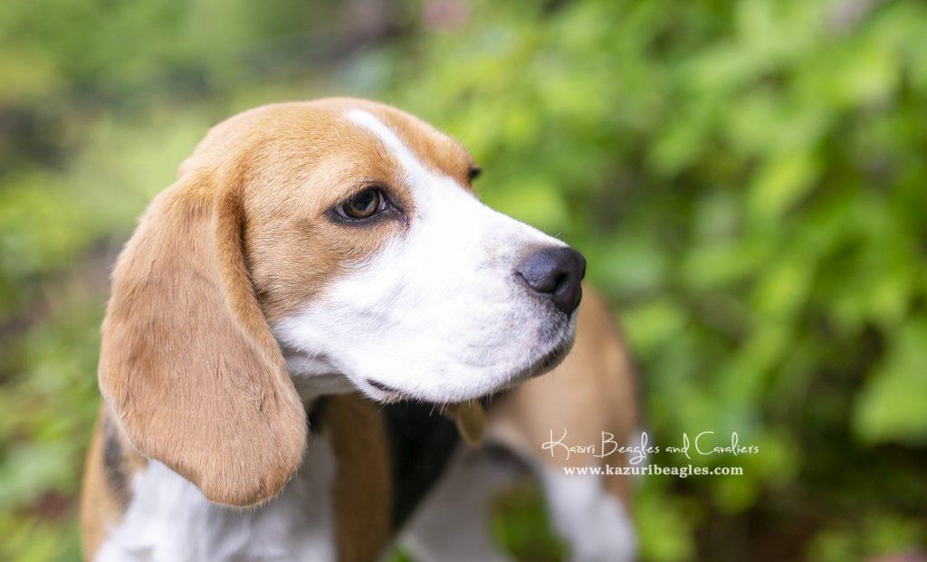 Joyful Noise Beagles In Washington Beagle Puppies Good Dog