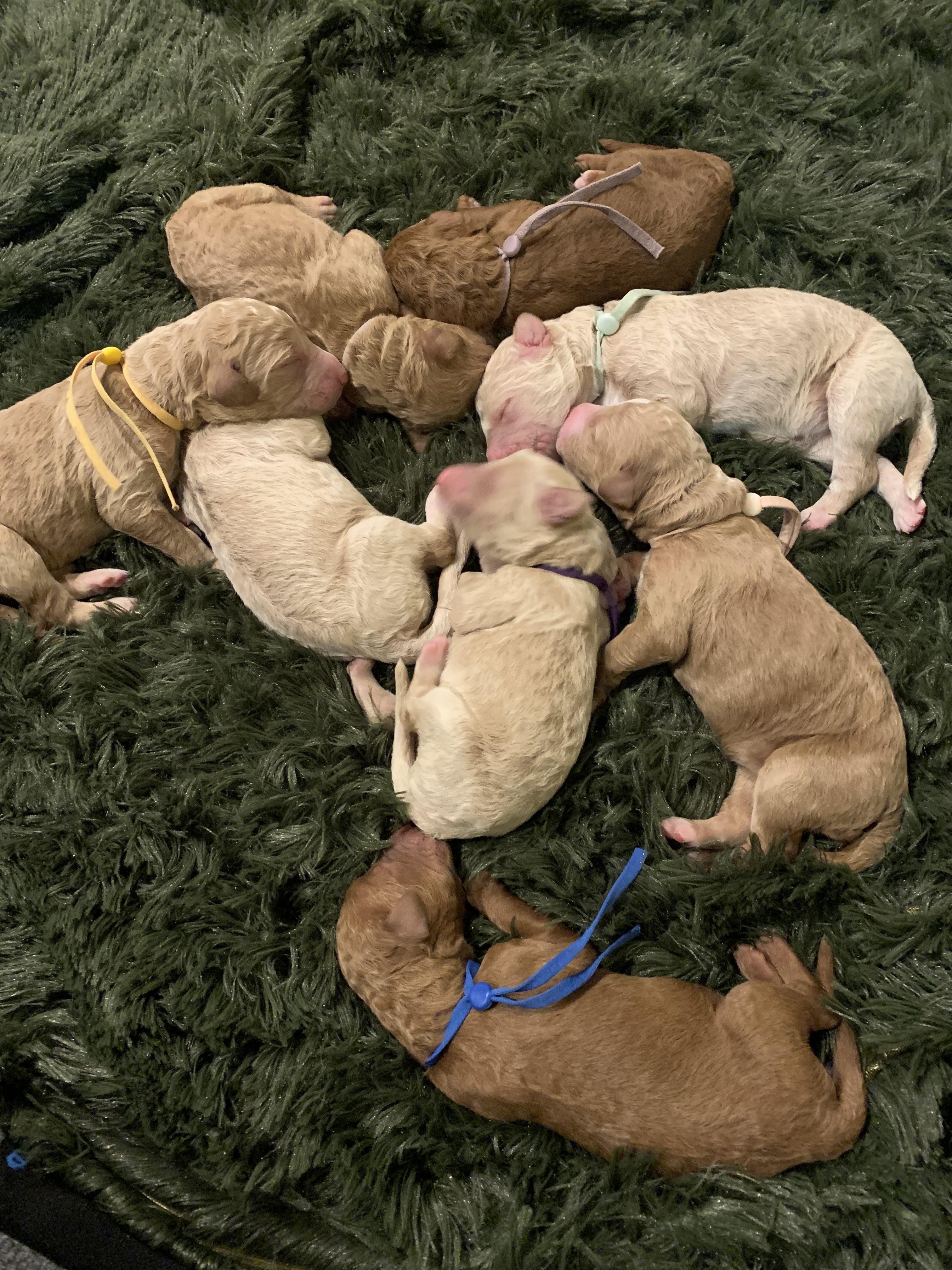 L&Z Goldendoodles in Montana | Goldendoodle puppies | Good Dog