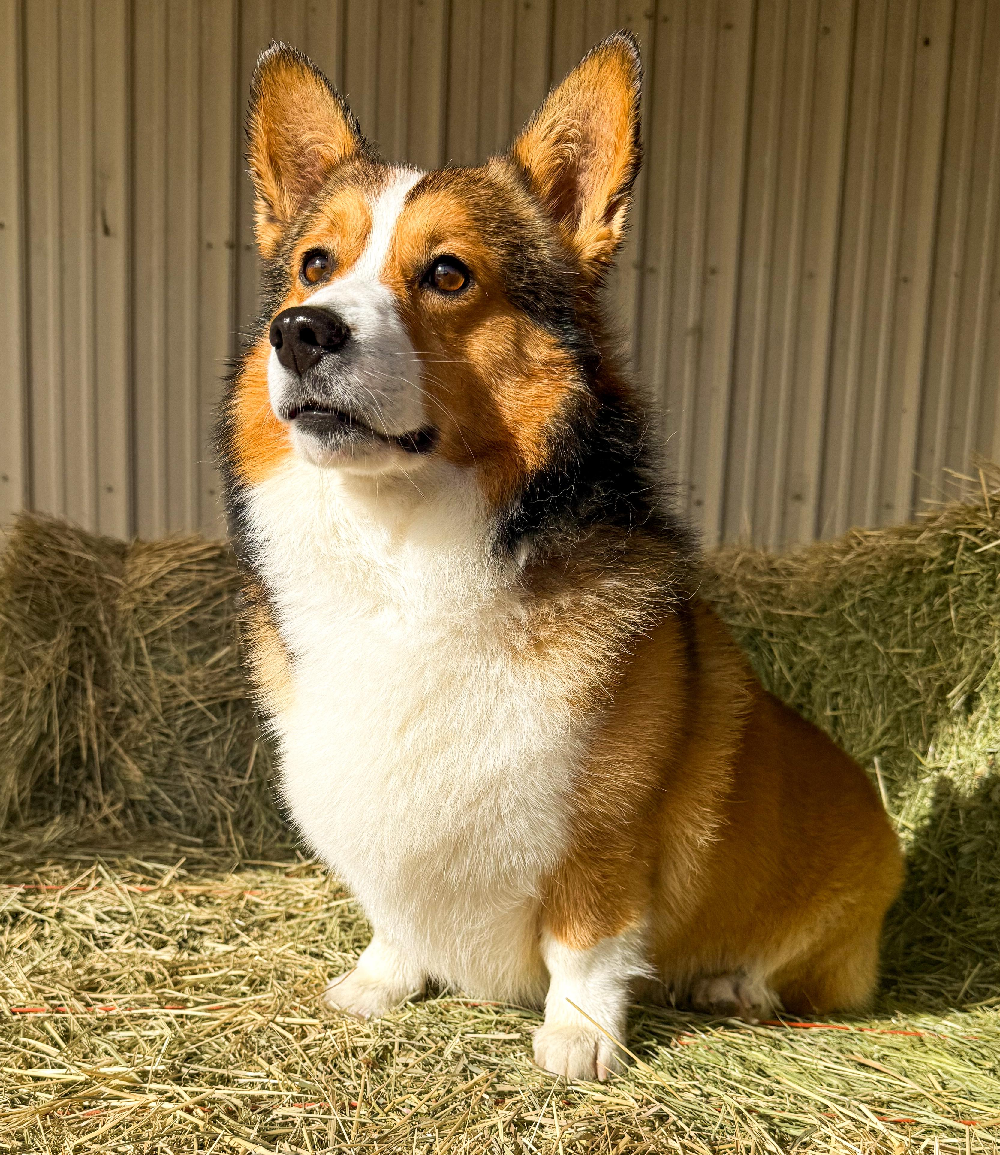 Boekel Farms Corgis in Colorado | Pembroke Welsh Corgi puppies | Good Dog