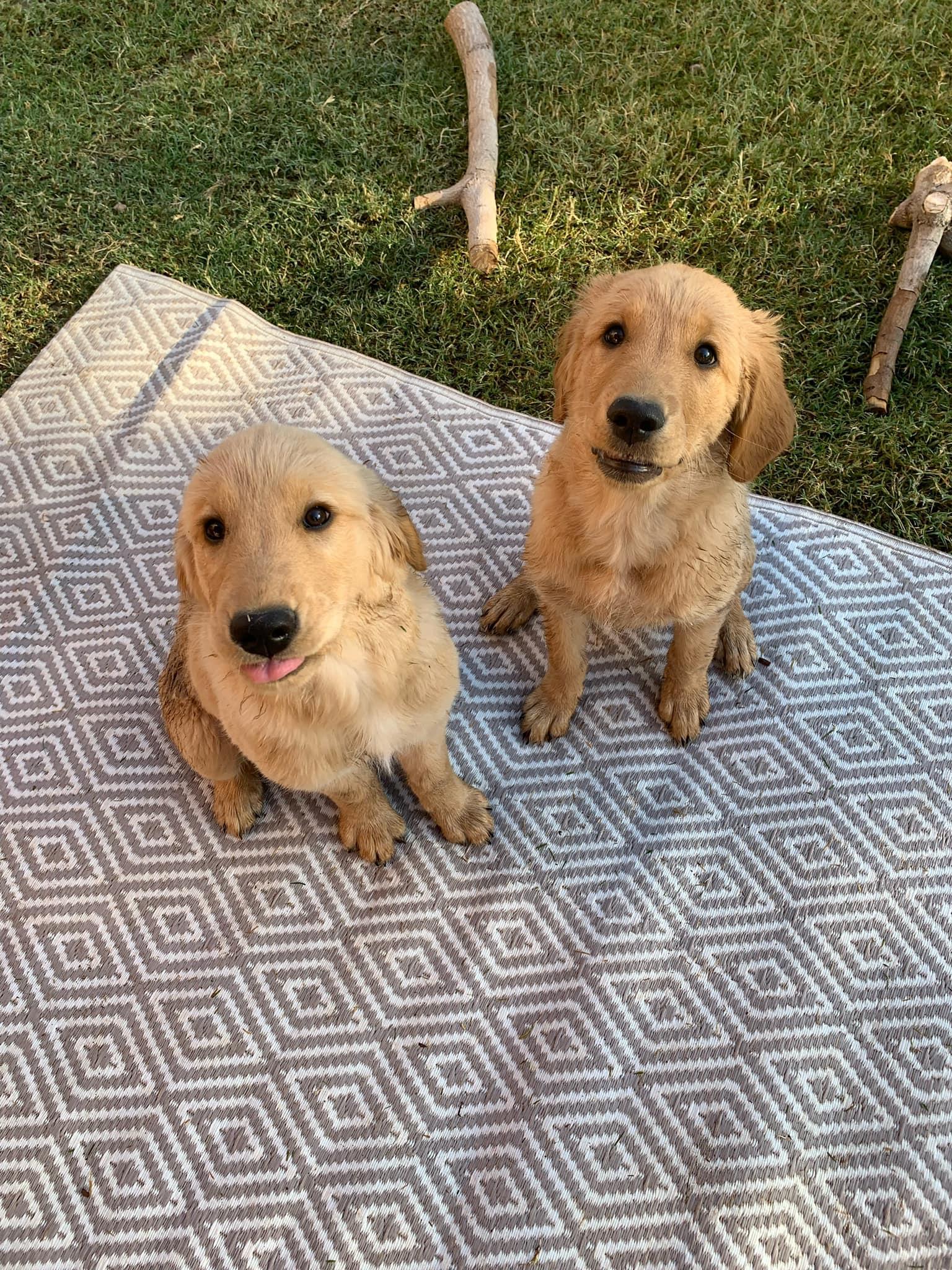 San Tan Valley Goldens in Arizona | Golden Retriever puppies | Good Dog