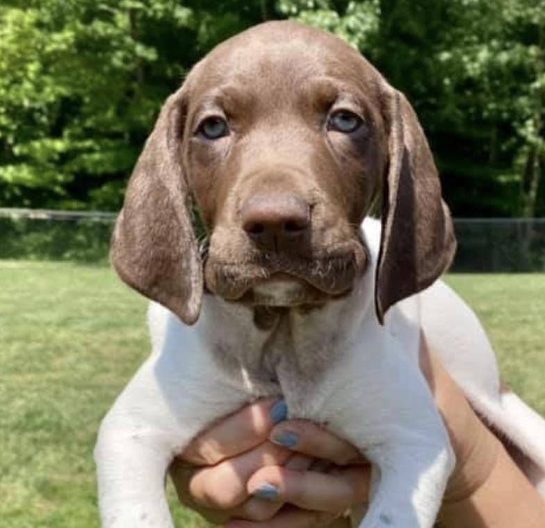 Hidden Hill Boarding Kennels in Ohio | German Shorthaired Pointer ...