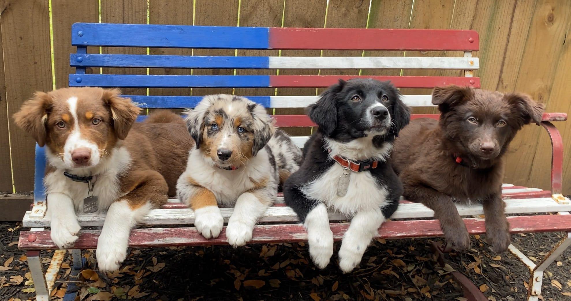 3M Australian Sheperds in Texas | Australian Shepherd puppies | Good Dog