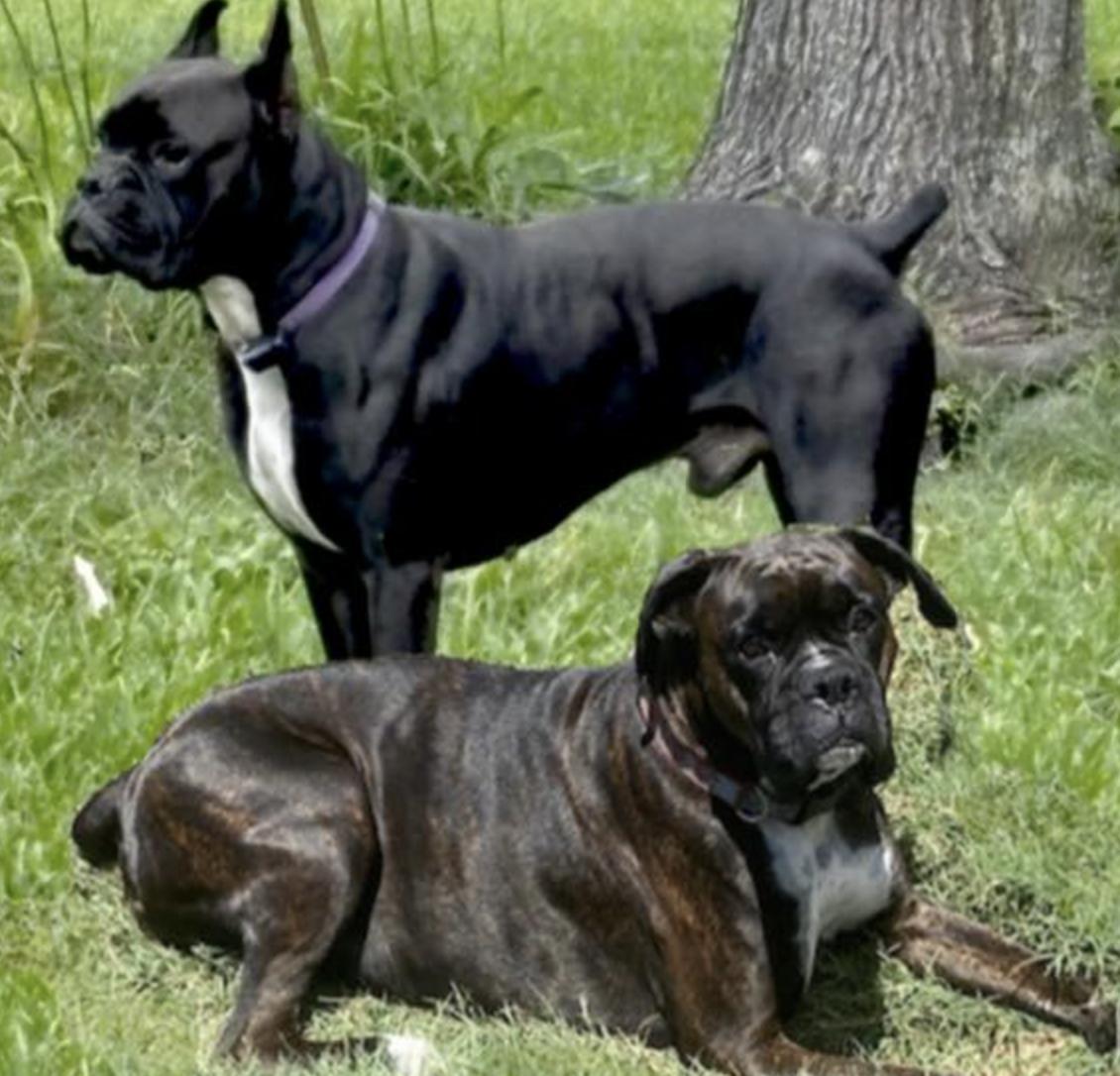 Dudley’s Boxers in Texas | Boxer puppies | Good Dog