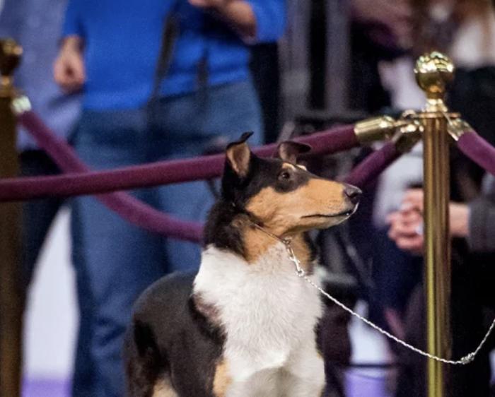 SugarNSpice Collies in New York | Collie puppies | Good Dog