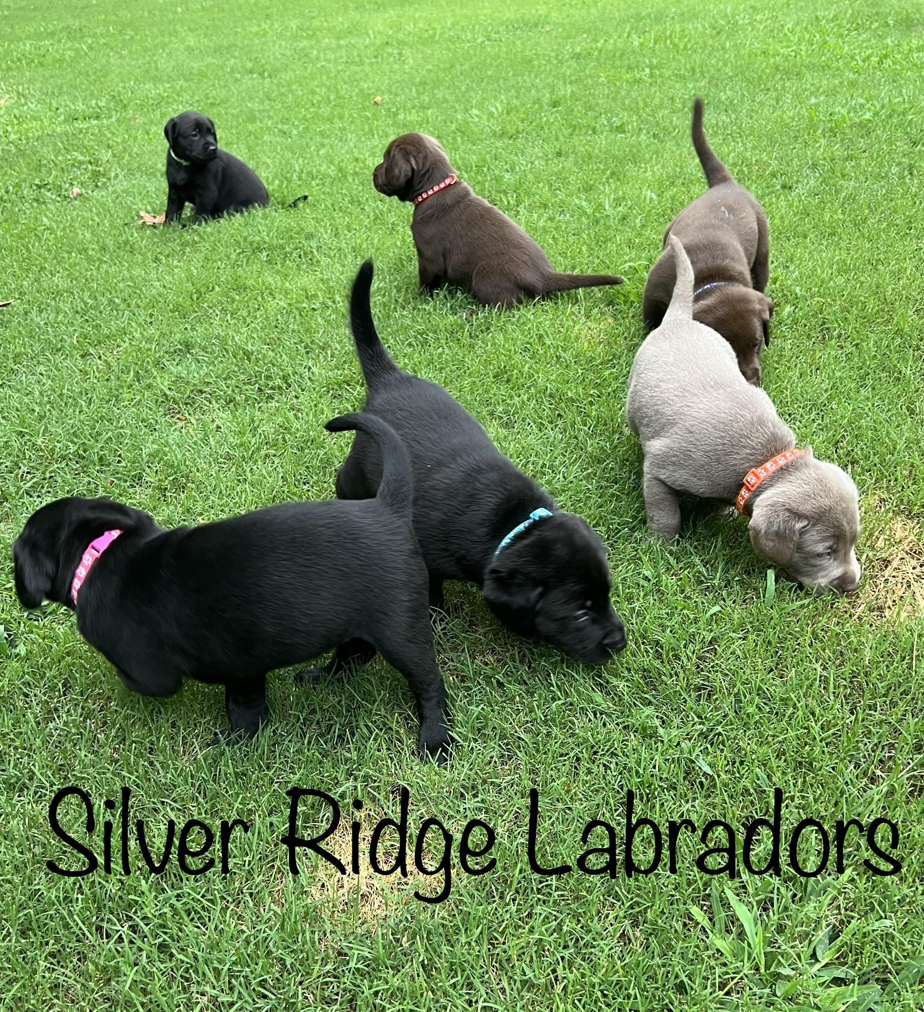 Silver Ridge Labradors of Georgia in Georgia | Labrador Retriever and ...