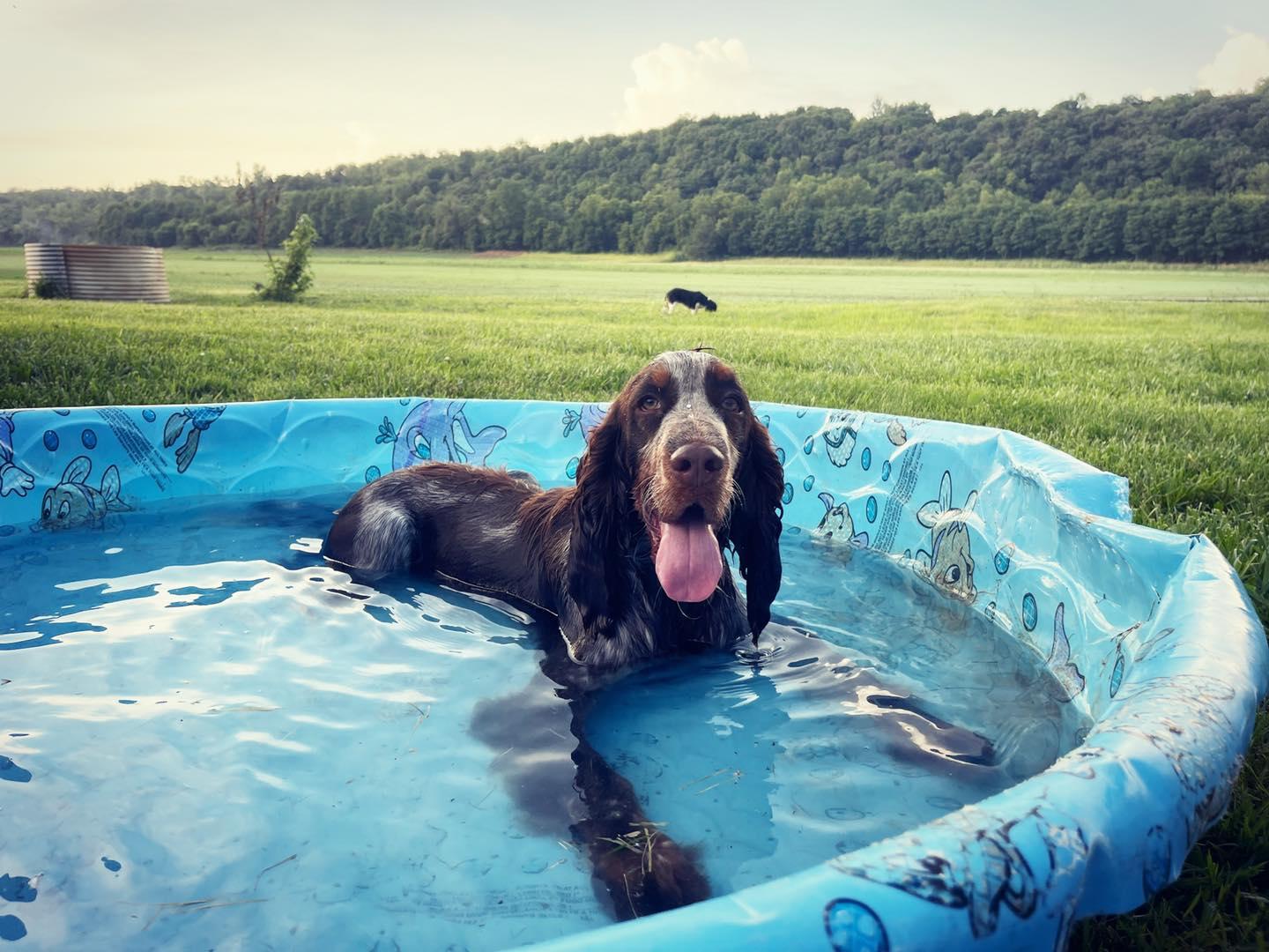 Platte River Springers in Missouri | English Springer Spaniel puppies ...