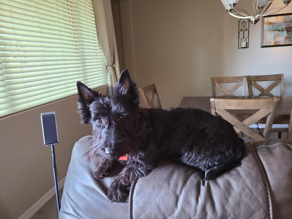 Magnum Scottish Terriers in Arizona | Scottish Terrier puppies | Good Dog