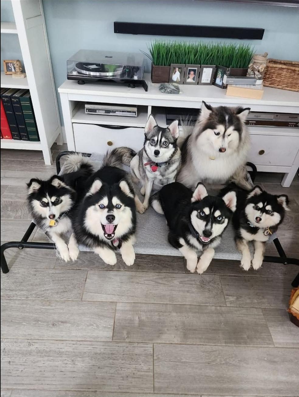 Way too cute Pomskies in Florida | Pomsky puppies | Good Dog