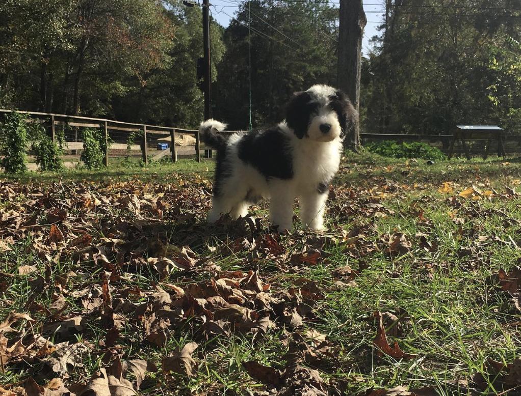 Strongdoodles in Texas | Sheepadoodle puppies | Good Dog