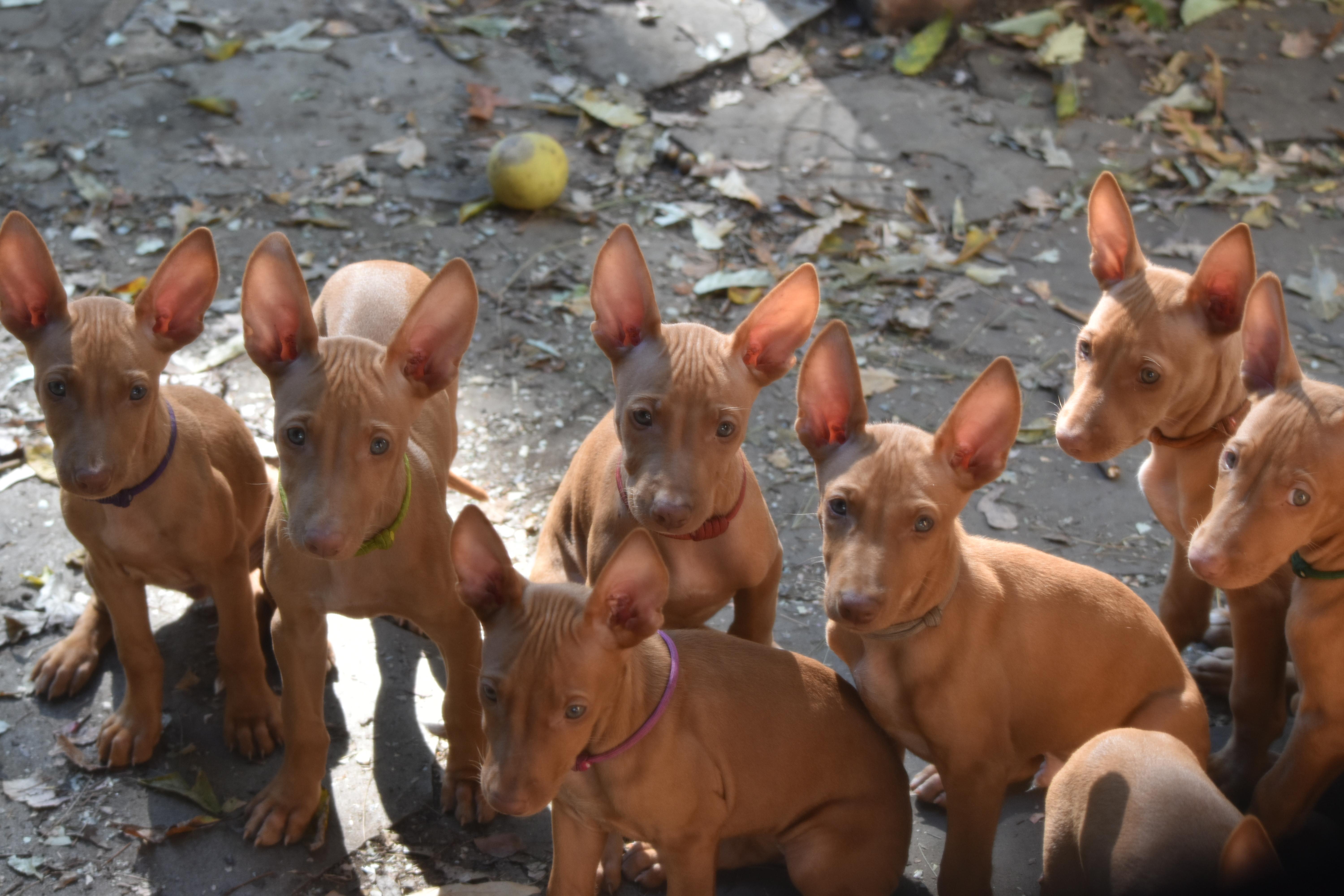 Z-Faro Kennels in New York | Pharaoh Hound puppies | Good Dog