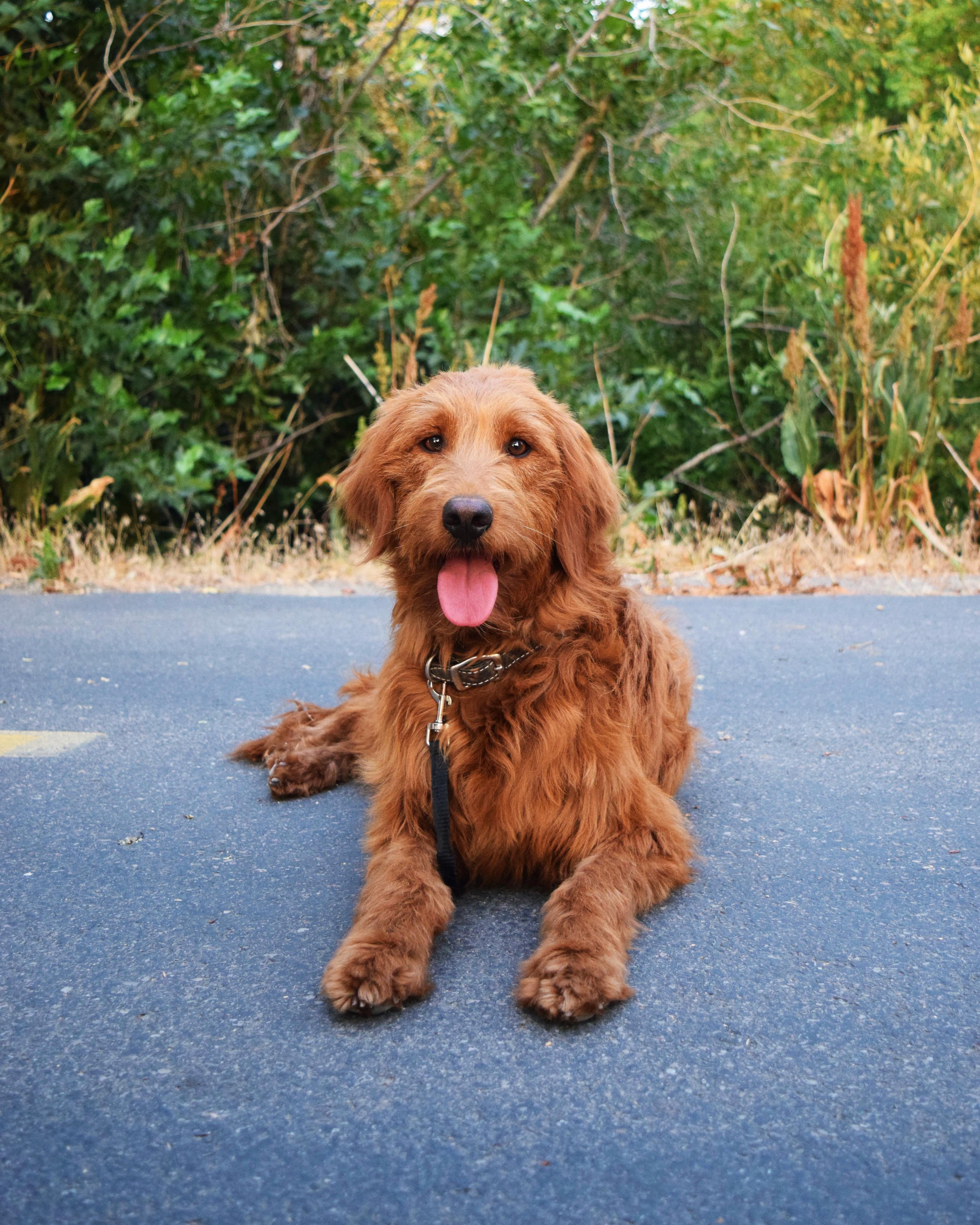 KD Doodles in Utah | Goldendoodle puppies | Good Dog