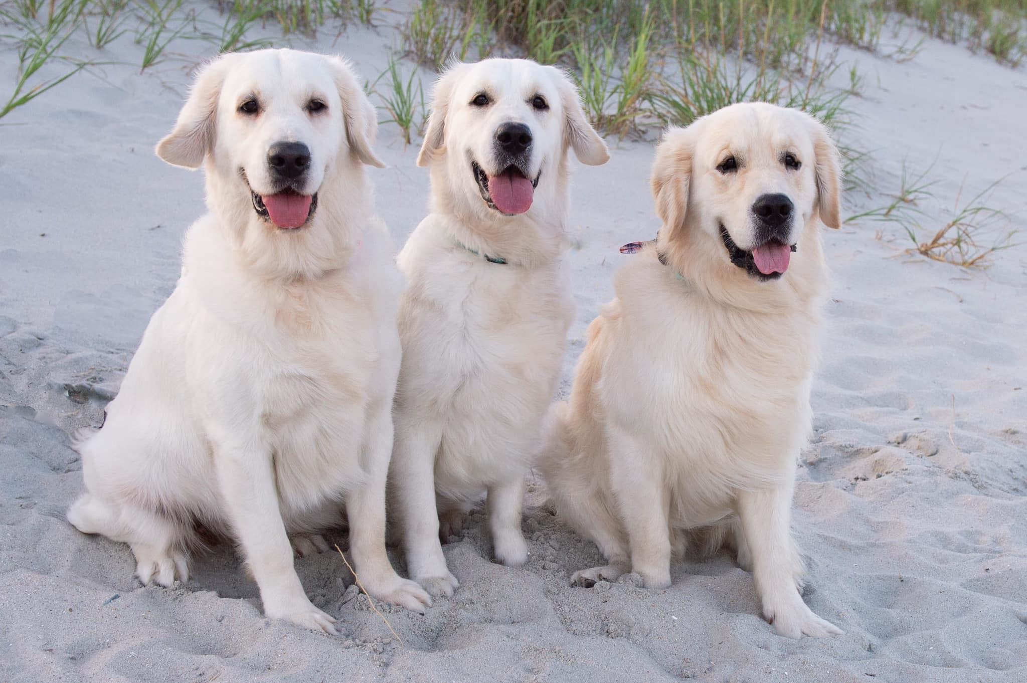 Carolina Point Retrievers in South Carolina | Golden Retriever puppies ...