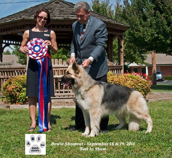 Stardust Shilohs in Pennsylvania | Shiloh Shepherd puppies | Good Dog