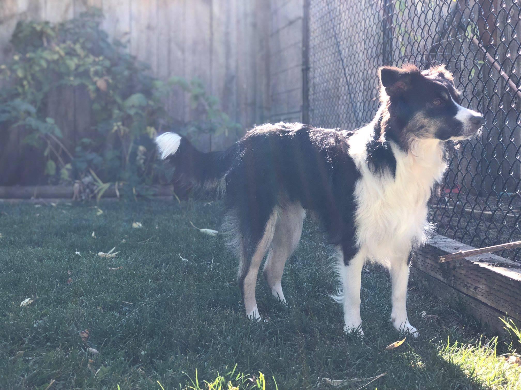 Libby’s Aussies in Montana | Australian Shepherd puppies | Good Dog