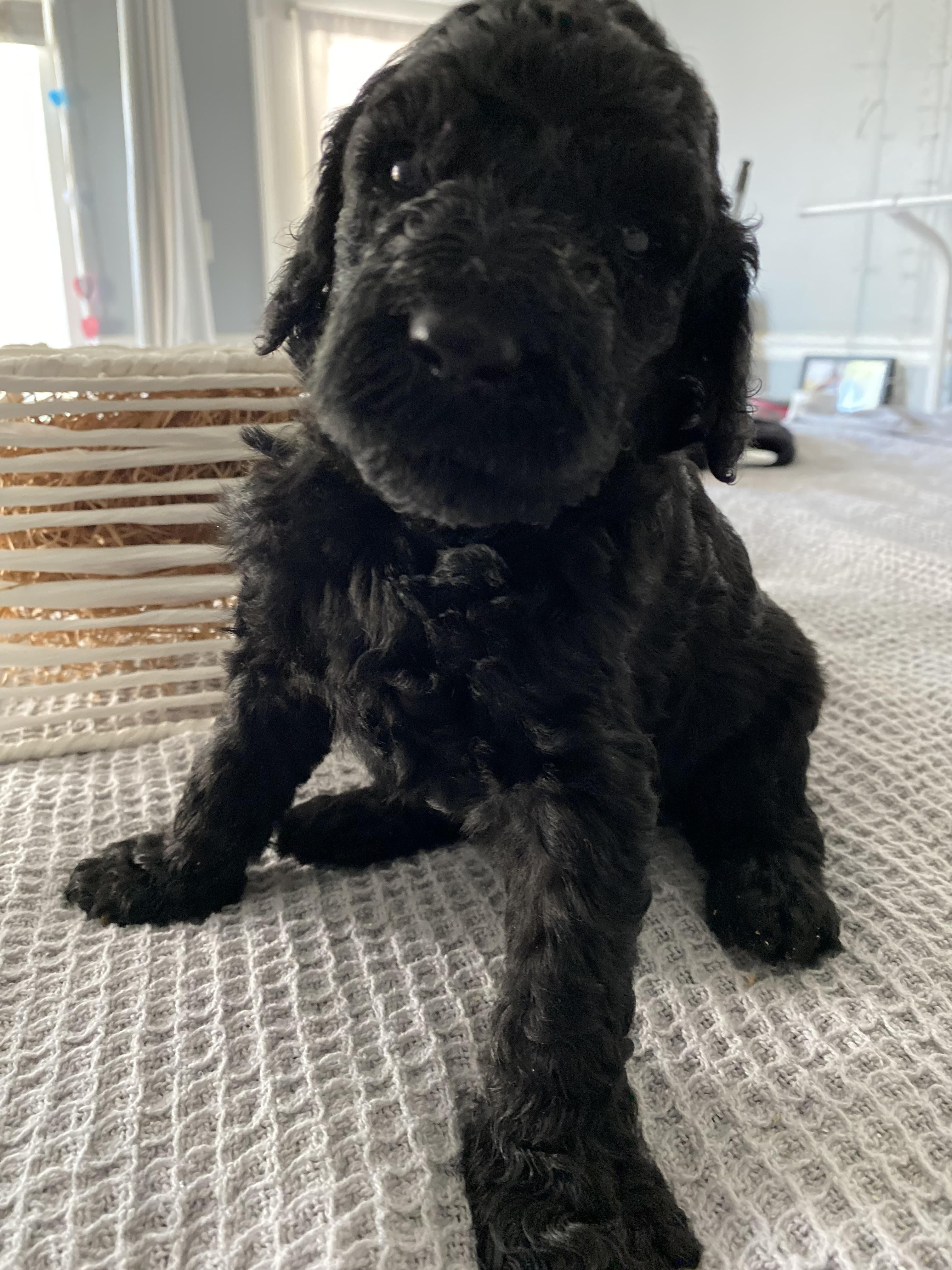 Honey Bee Doodles in California | Poodle and Double Doodle puppies ...