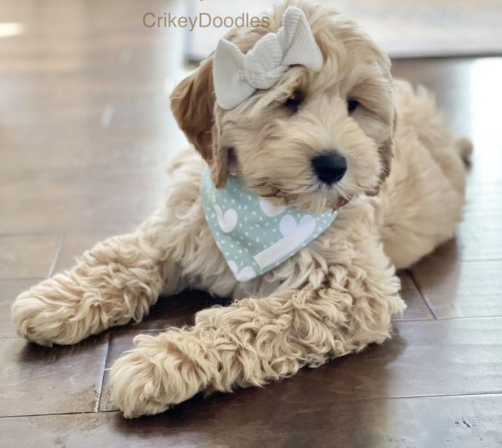 Crikey Australian Labradoodles in Georgia | Australian Labradoodle ...