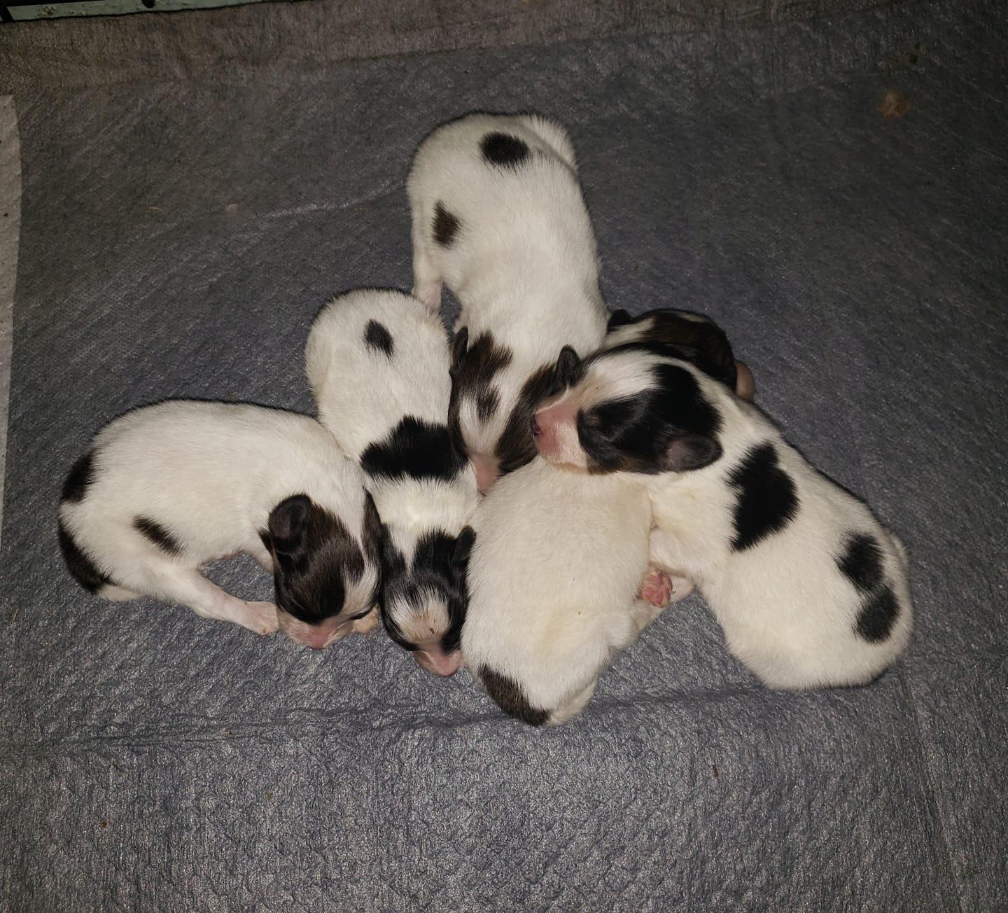 Oldfield Outdoors in Texas | Papillon, Poodle, Mi-Ki, Assorted Doodle ...