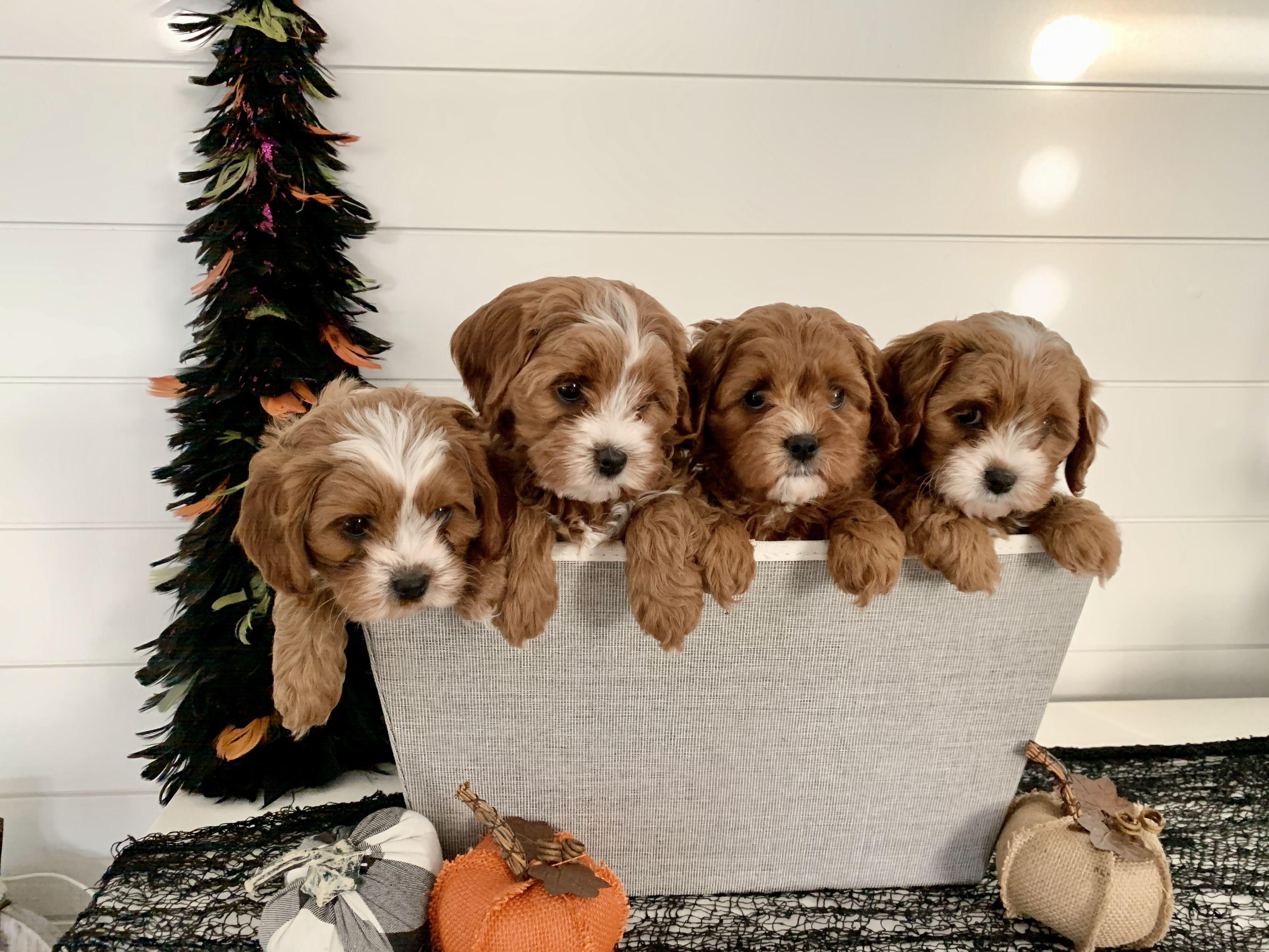 Harper Haven Cavapoos & Doodles in Utah | Bernedoodle, Cavalier King ...