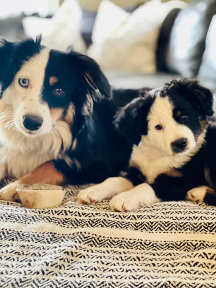 Wigglebottom Shepherds in Oregon | Miniature American Shepherd puppies ...
