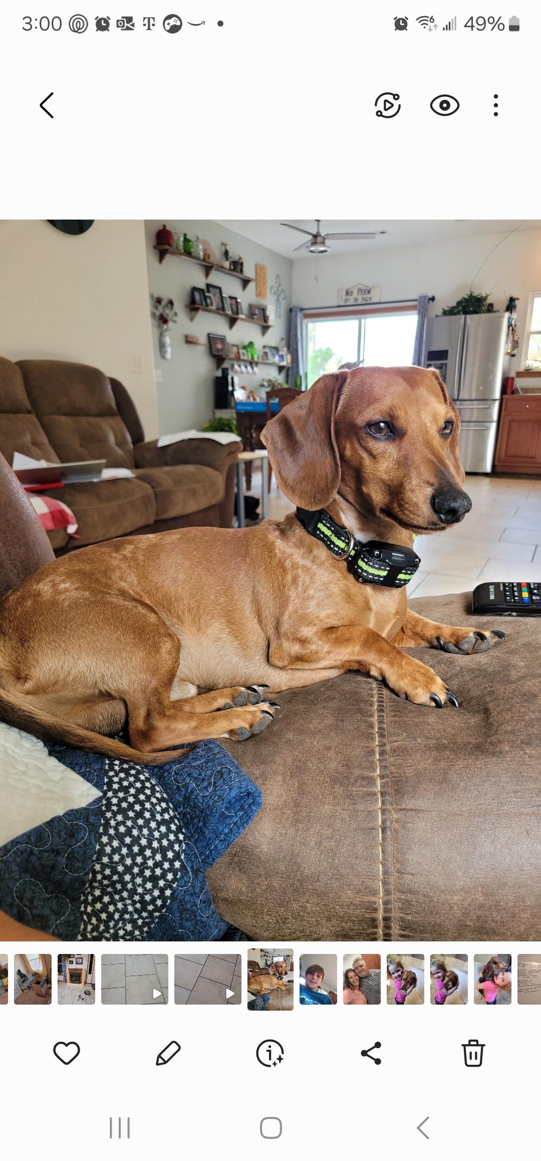 Jessica's Dashing Dachsunds and Fancy Frenchies in Missouri | Dachshund ...