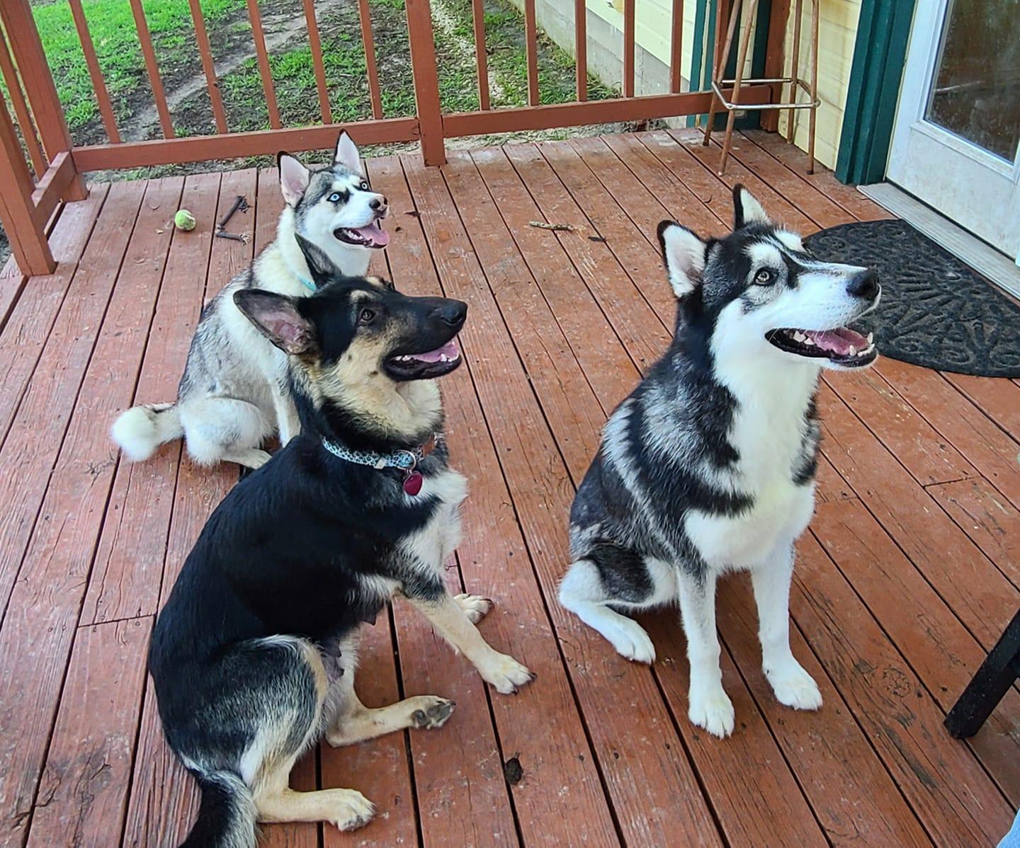 T&L Kennels in Texas | Alaskan Husky and Companion Cross puppies | Good Dog