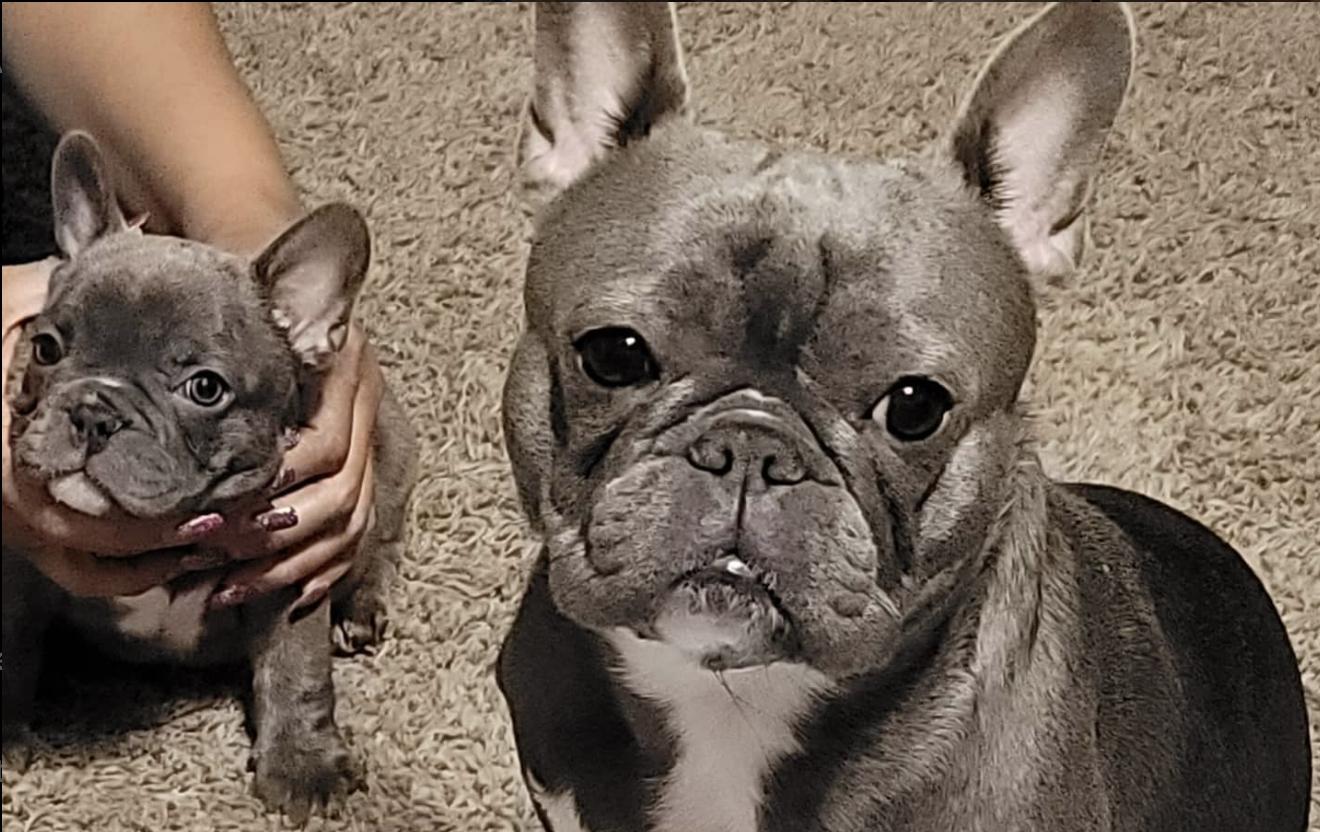 Thompson's Frenchies in Texas | French Bulldog puppies | Good Dog