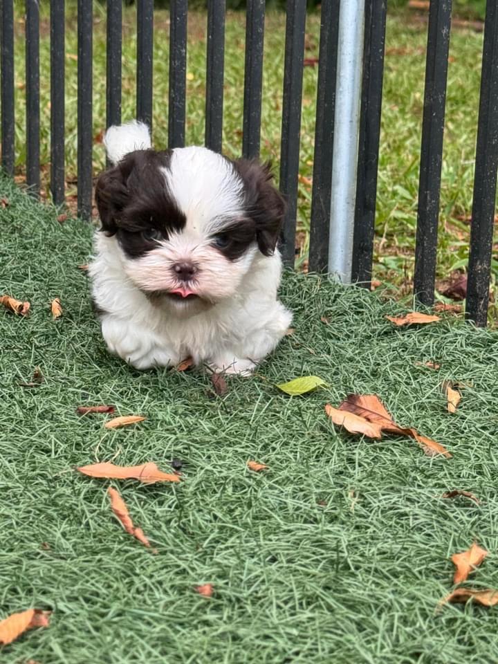 Katie’s Kennel in South Carolina | Shih Tzu puppies | Good Dog
