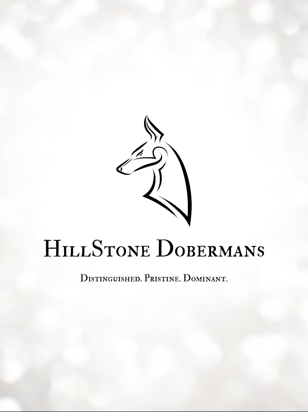 HillStone Dobermans in Michigan | Doberman Pinscher puppies | Good Dog