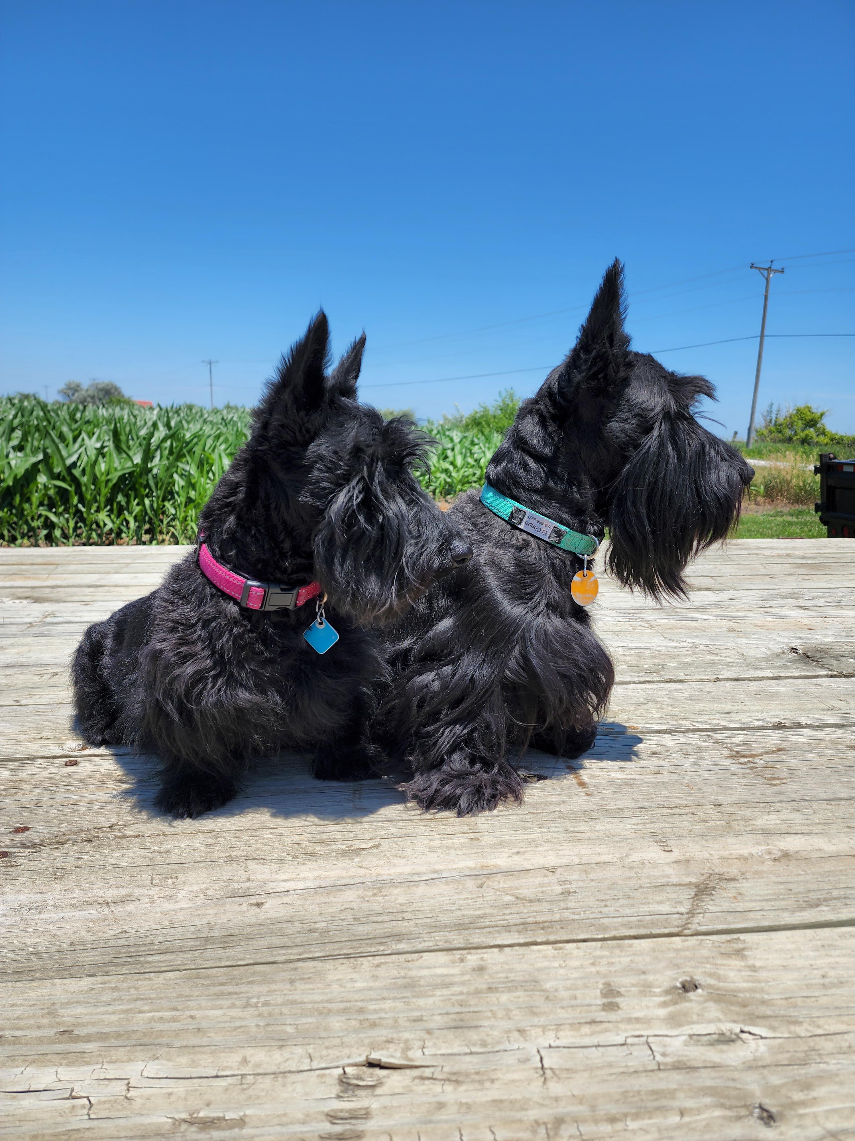 Scotties By Stout in Iowa | Scottish Terrier puppies | Good Dog
