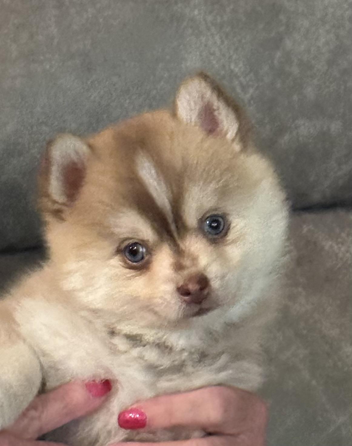 Solace Shelties and Pomskies in Texas | Pomsky and Toy Shetland ...