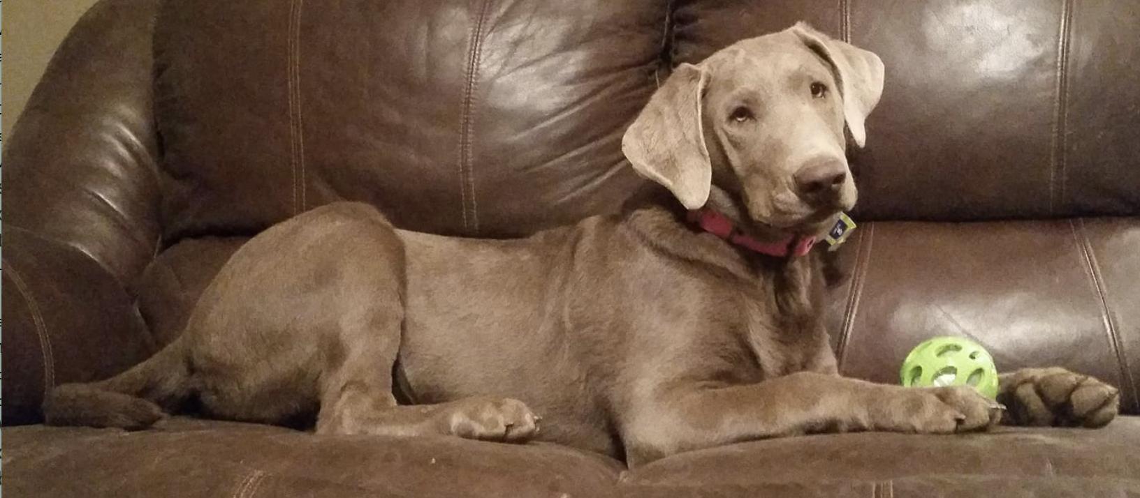 True Hart Labs in Missouri | Labrador Retriever and Dilute Retriever ...