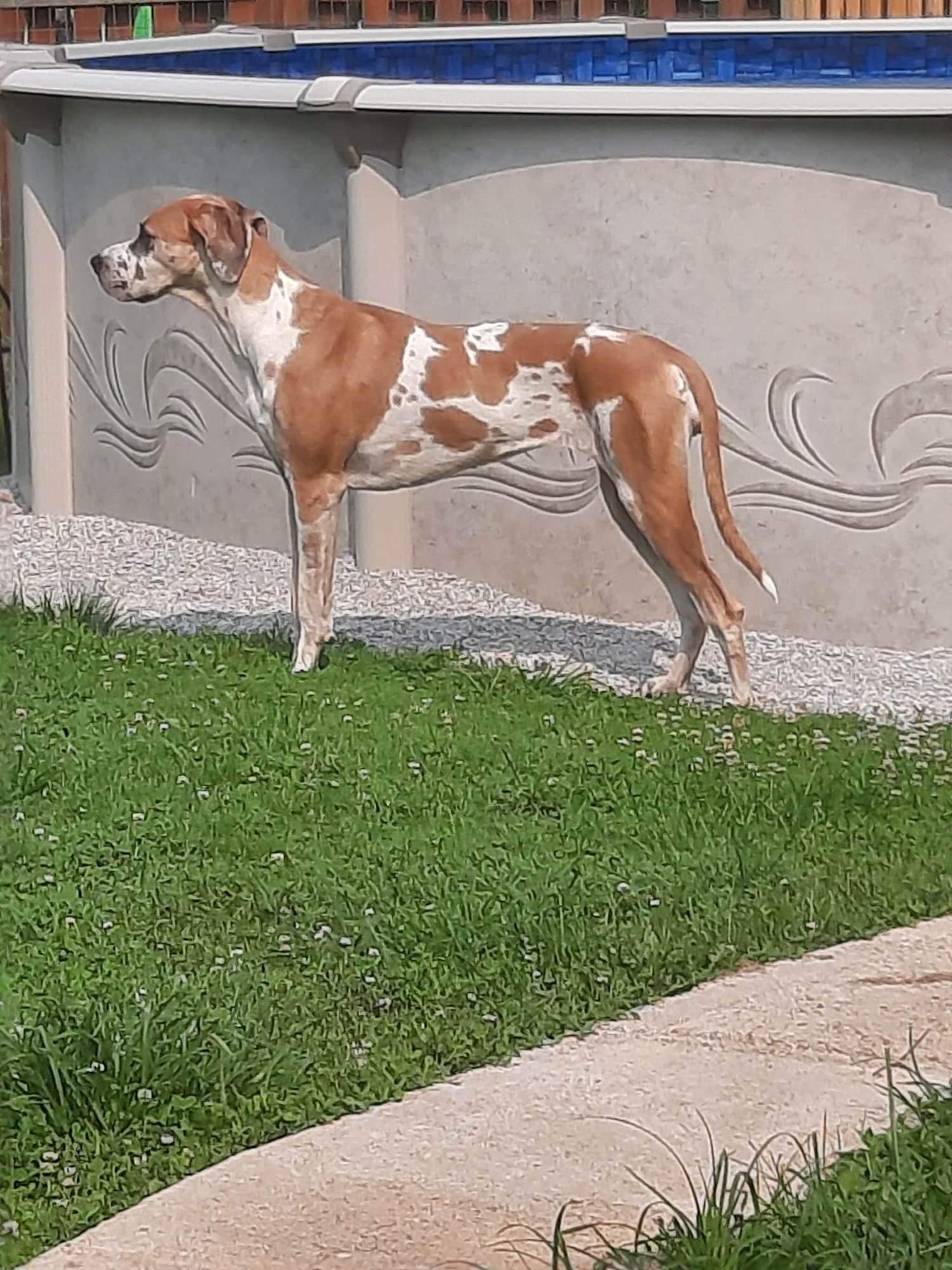 Dusty Dream Danes in Indiana | Great Dane puppies | Good Dog