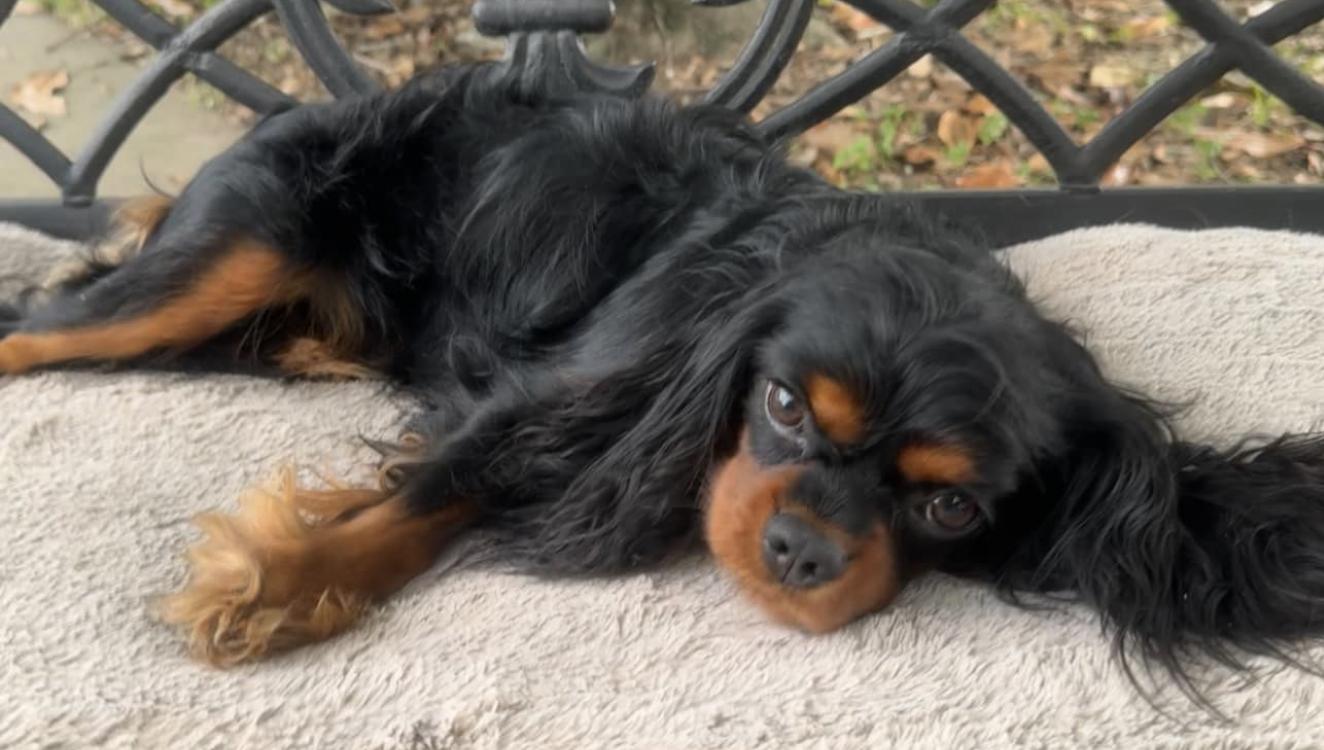 Wild Wishes Cavaliers in Oklahoma | Cavalier King Charles Spaniel ...