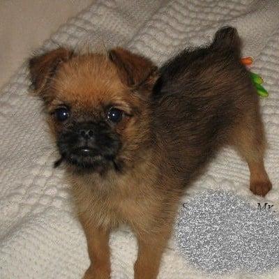 Fretwell's Fabulous Griffons in Florida | Brussels Griffon puppies ...