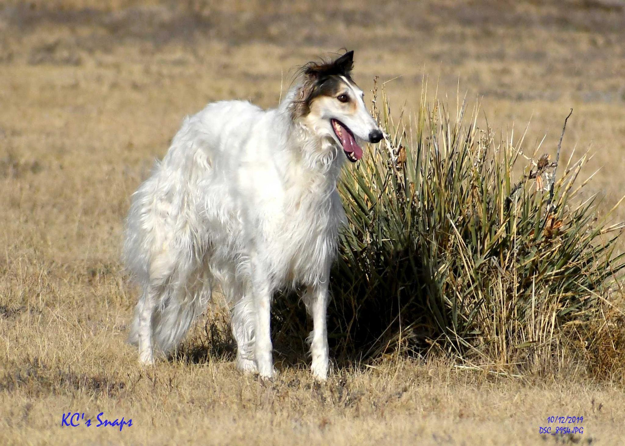 Zoiboyz in Colorado | Borzoi puppies | Good Dog