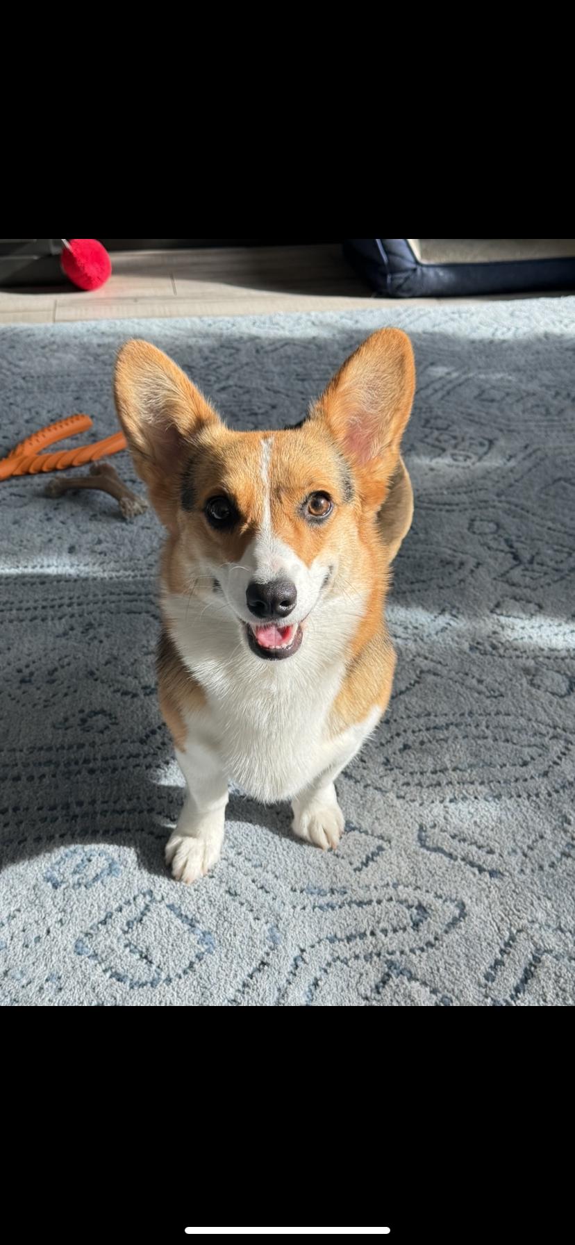 777 Corgis in California | Pembroke Welsh Corgi puppies | Good Dog