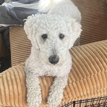 Perfect Fit Poodles & Doodles in Louisiana | Goldendoodle puppies ...
