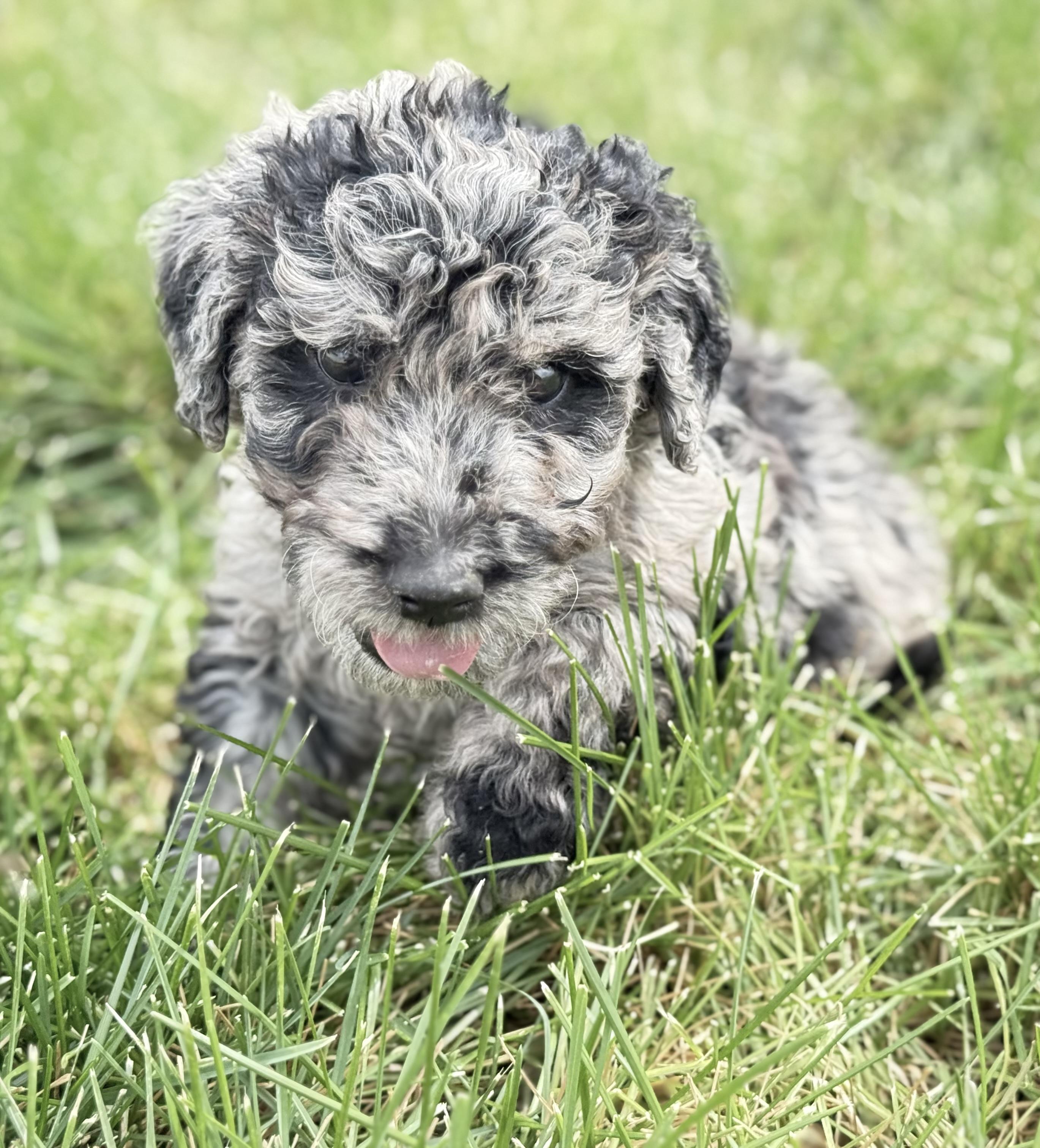 Rising Star Doodles in Montana | Goldendoodle and Labradoodle puppies ...