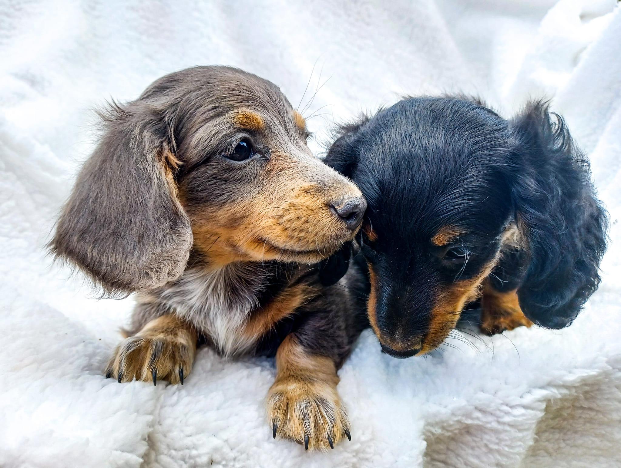 Doxieland Delight in Alabama | Dachshund puppies | Good Dog