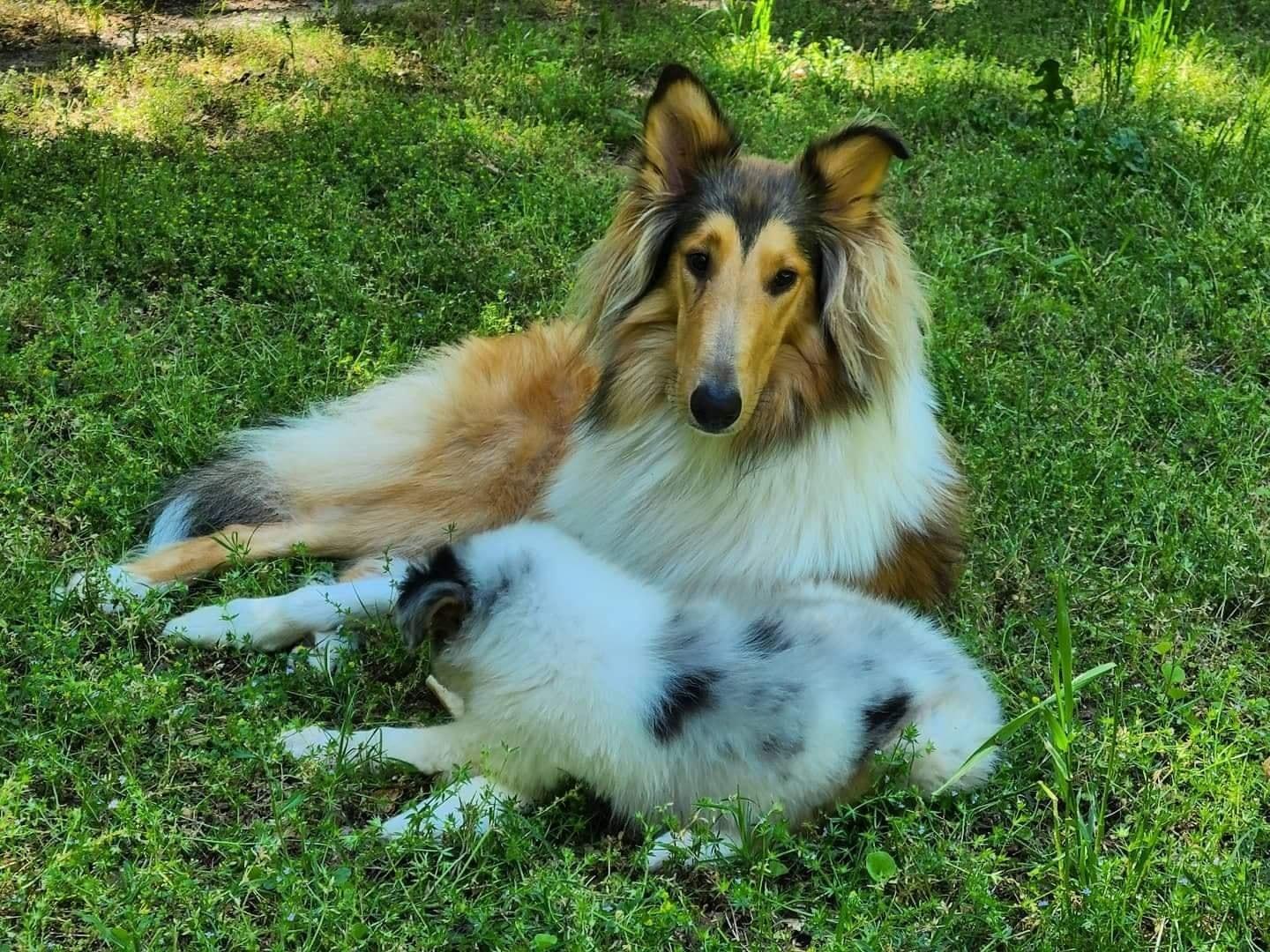 StarCollies in Virginia | Collie puppies | Good Dog