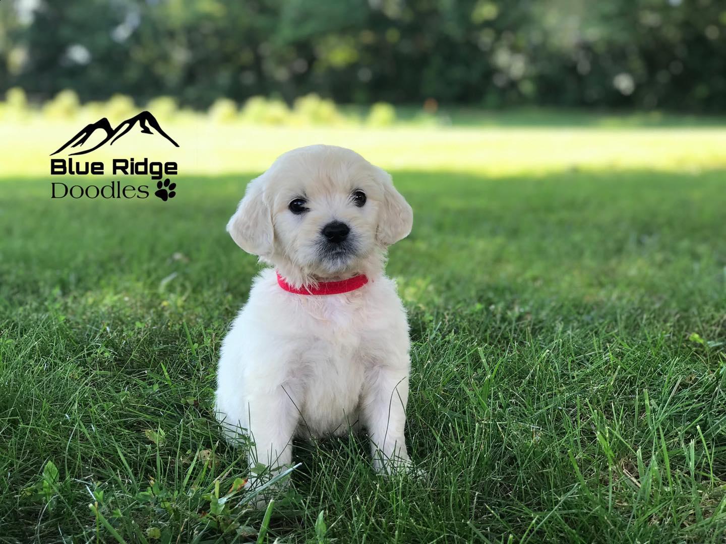Blue Ridge Doodles in Tennessee | Goldendoodle and Irish Doodle puppies ...