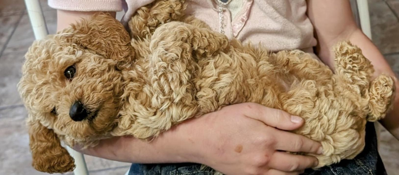 SUNNY SIDE DOODLES in Maryland | Labradoodle puppies | Good Dog