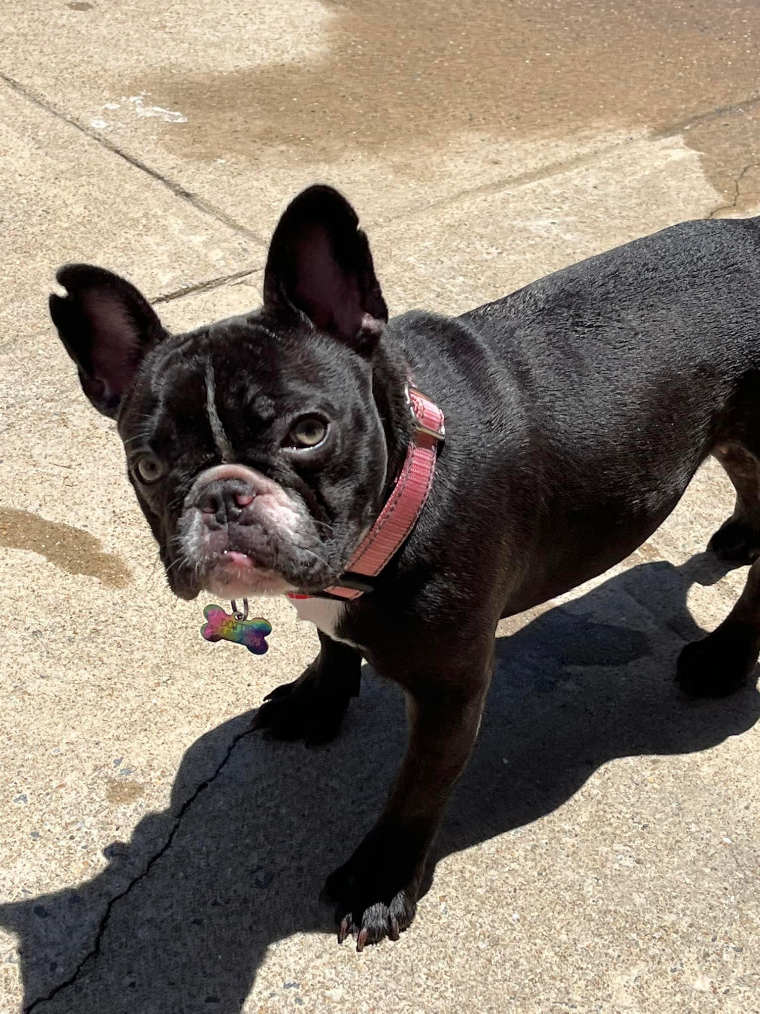 Frannie and Annie Shih Tzu Babies in North Carolina | French Bulldog ...