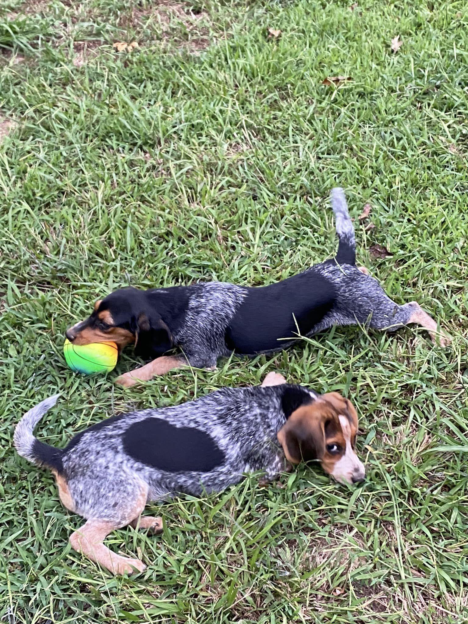 Whiskey Willow Farms - Blue Tick Beagles in Tennessee | Beagle puppies ...