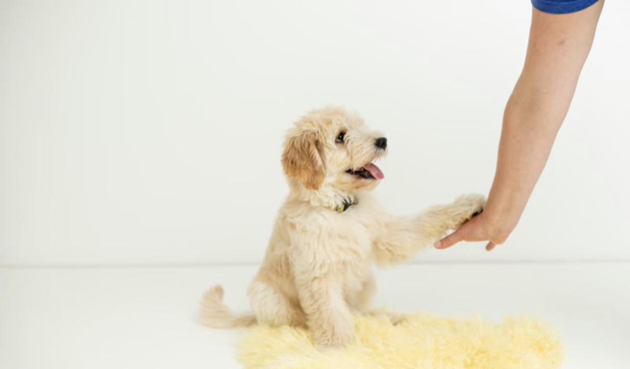 Beechwood Goldendoodles (VA) in Virginia | Goldendoodle puppies | Good Dog