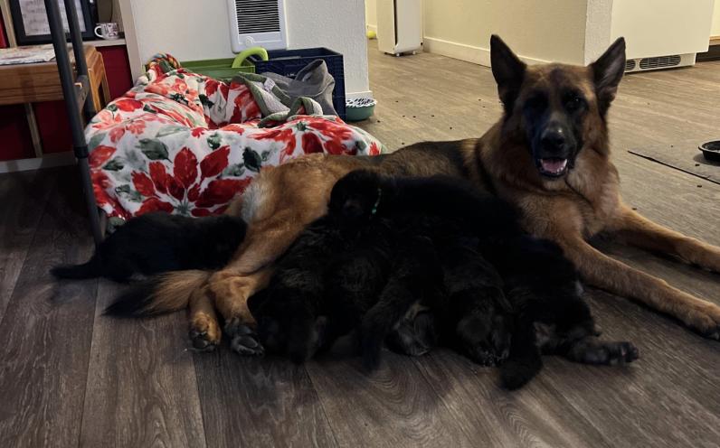 Beth Ceron's German Shepherds in Washington | German Shepherd puppies ...